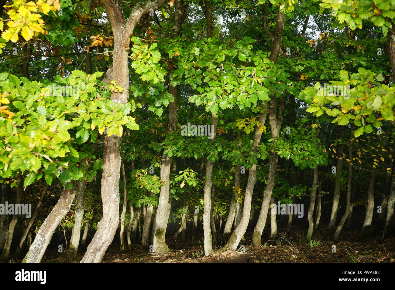 Trockenwald hi-res stock photography and images - Alamy