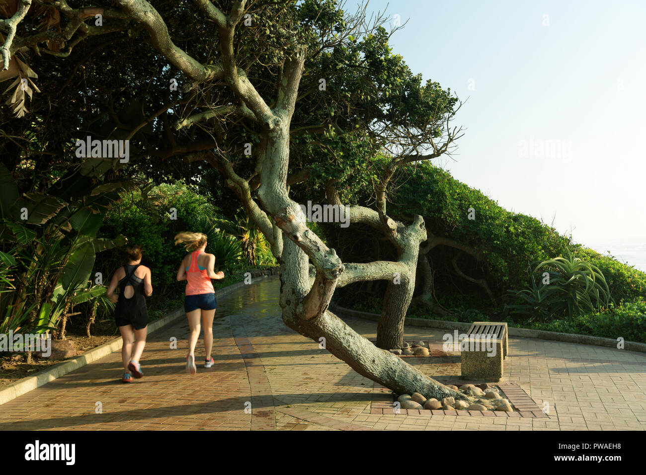 Durban, KwaZulu-Natal, South Africa, two young adult females taking a ...