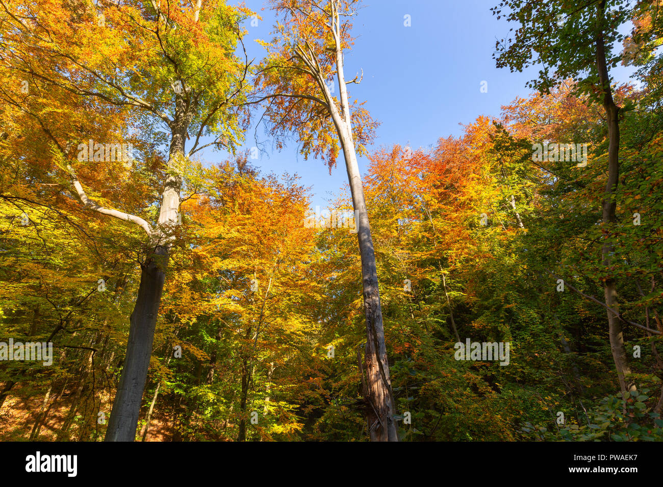 Autumn colors of the forest Stock Photo - Alamy