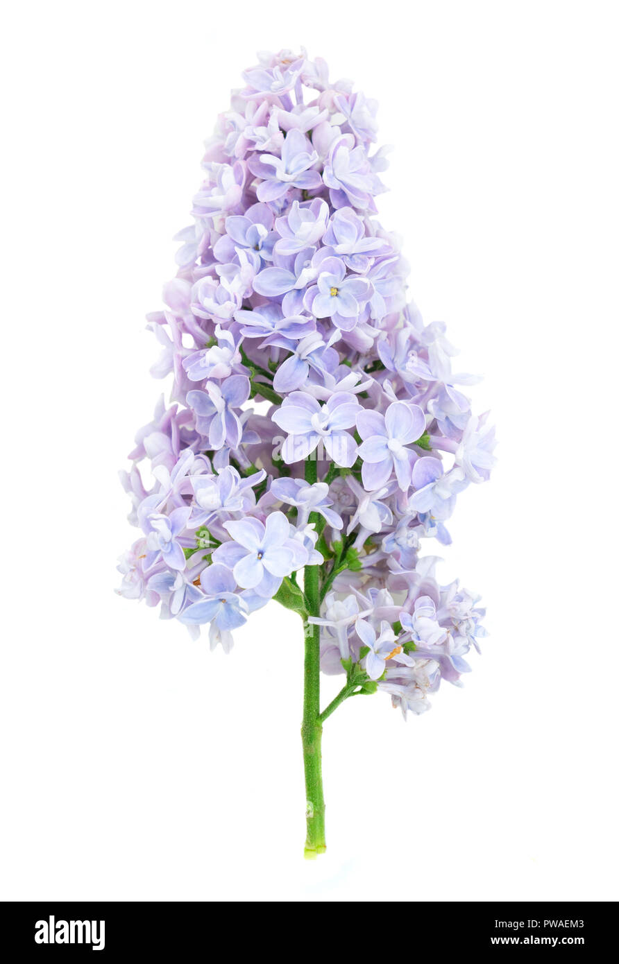 Fresh blue lilac flowers branch isolated over white background Stock ...