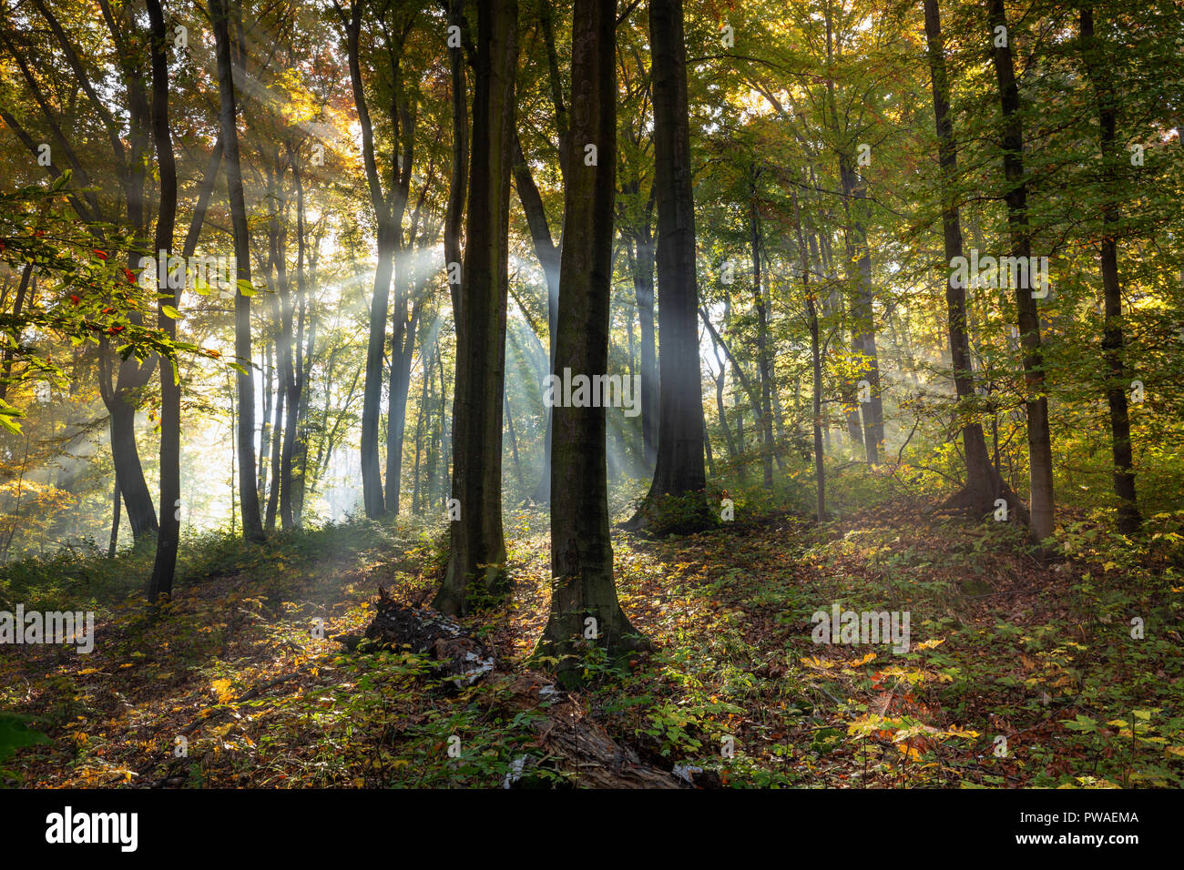 Autumn colors of the forest Stock Photo - Alamy