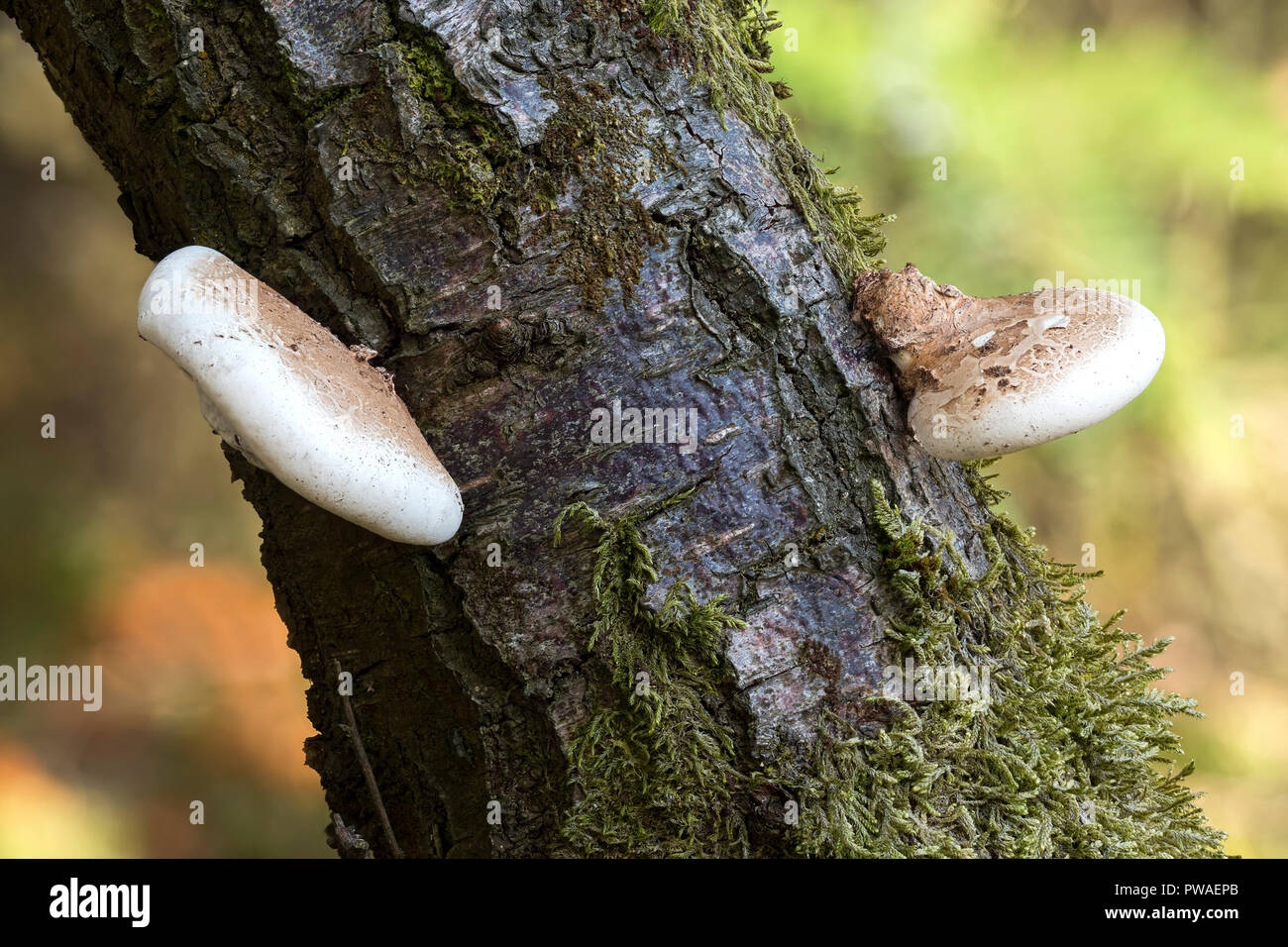 Birch Polypore fungus (Fomitopsis betulina) growing from trunk of birch ...