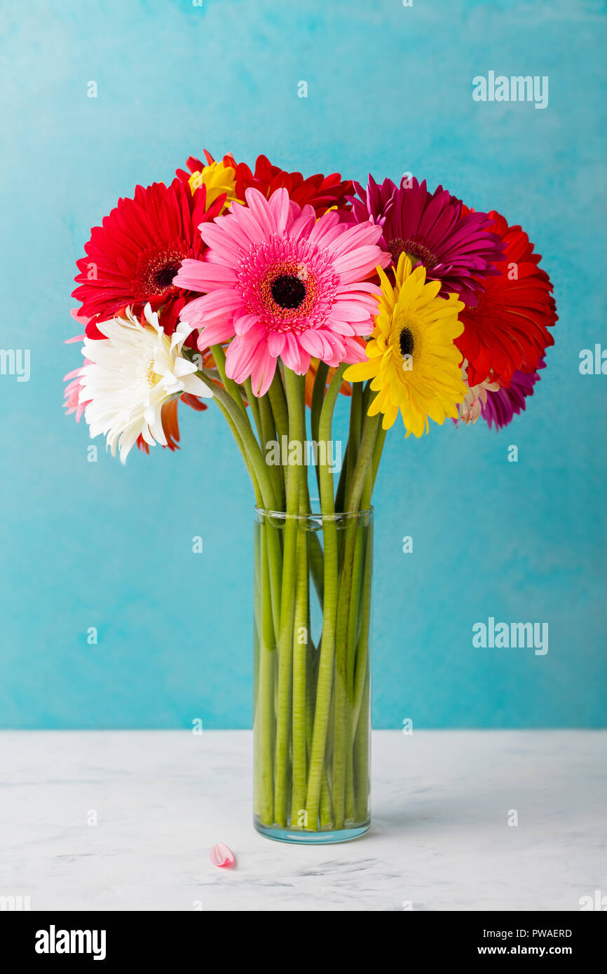 Colorful bunch of gerbera flowers in a glass vase. Blue background ...