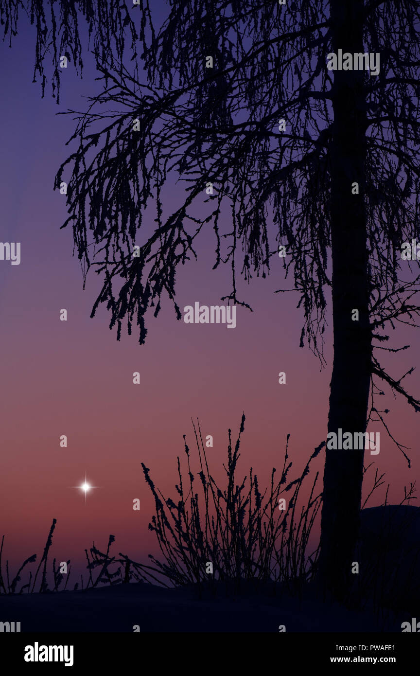 Dark tree snow hi-res stock photography and images - Alamy