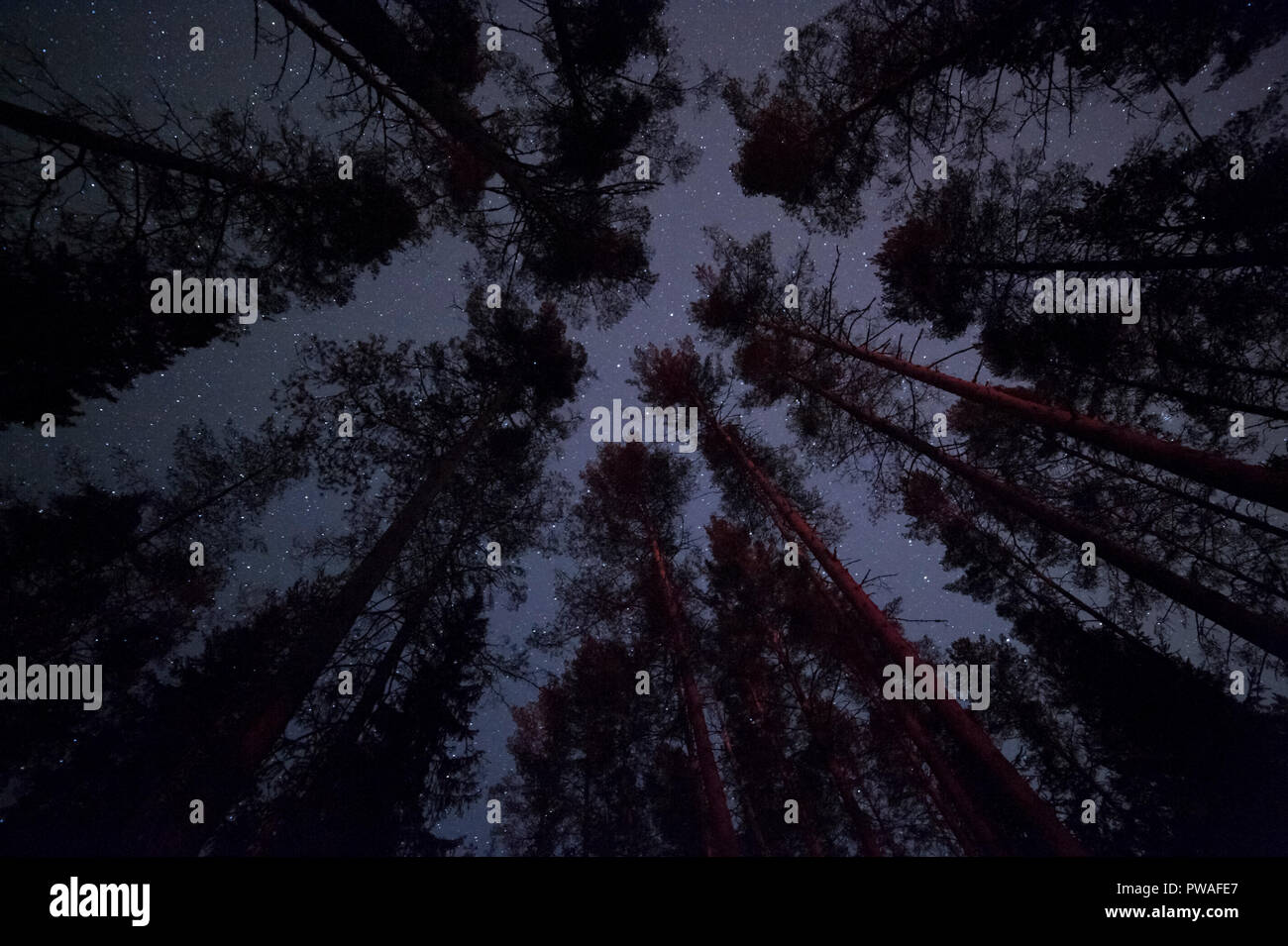 Canopy and stars hi-res stock photography and images - Alamy