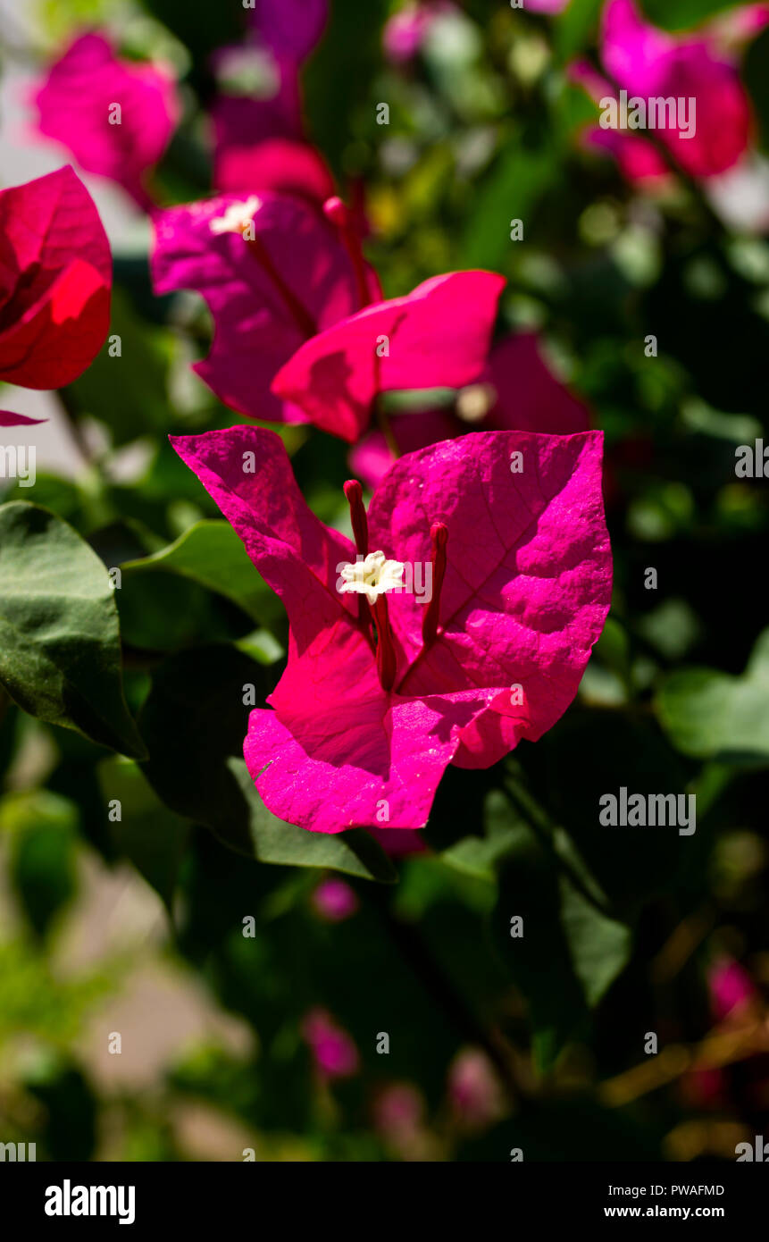 Pink bracts bougainvillea hi-res stock photography and images - Alamy