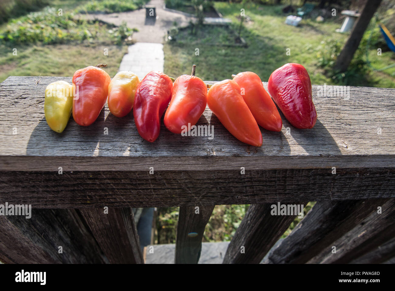 Organic Home Grown Peppers Stock Photo - Alamy