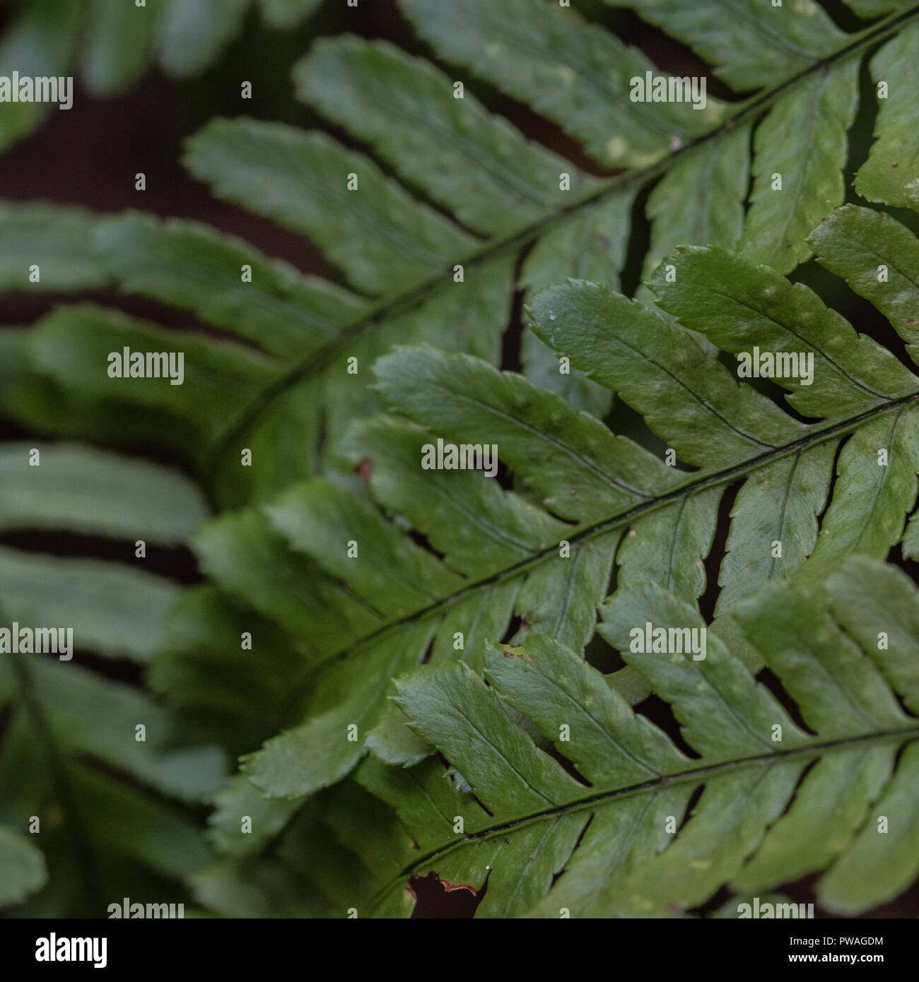 Frond leaves form pattern in native fern garden Stock Photo - Alamy
