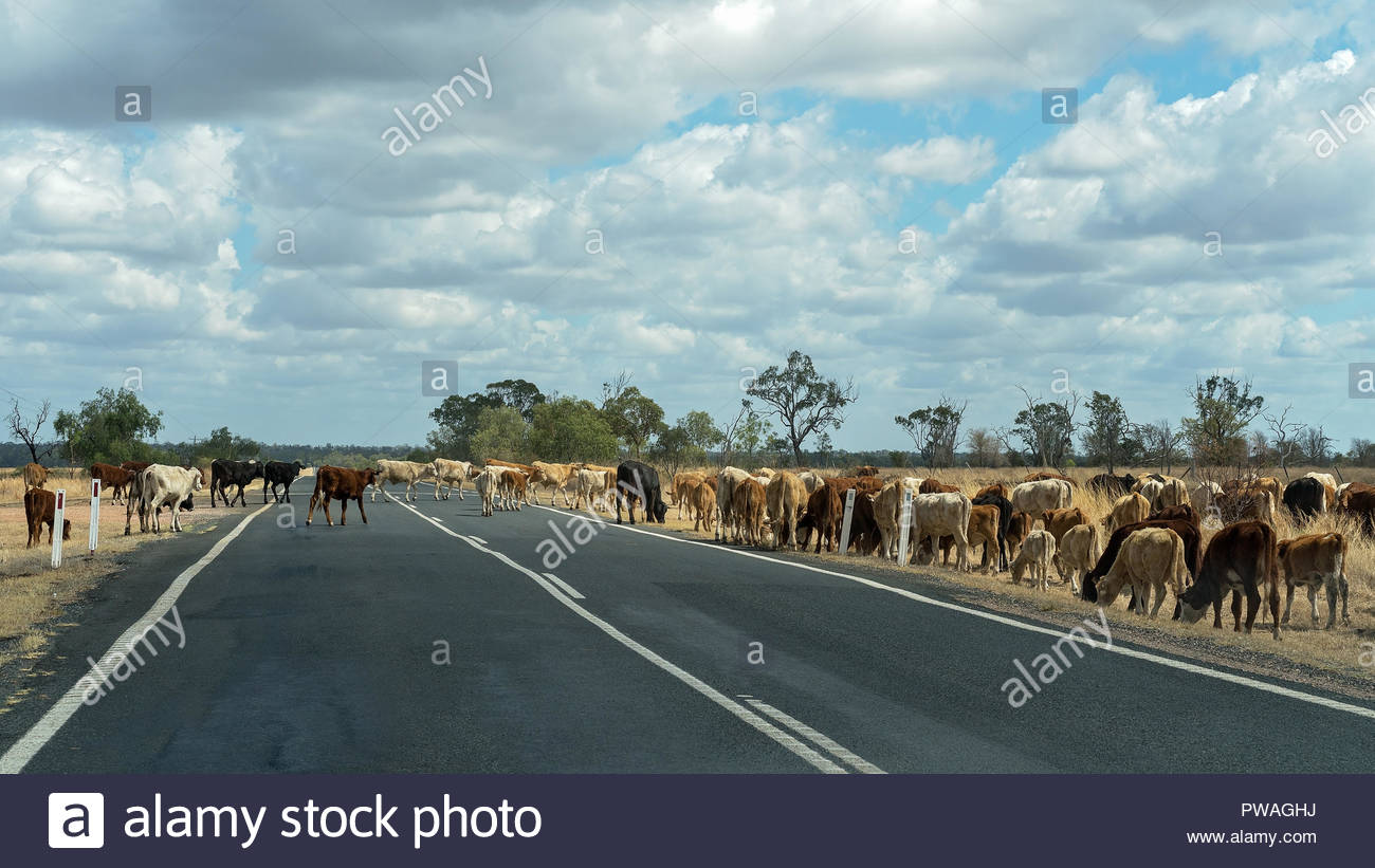 Australia Outback Cows Stock Photos & Australia Outback Cows Stock ...
