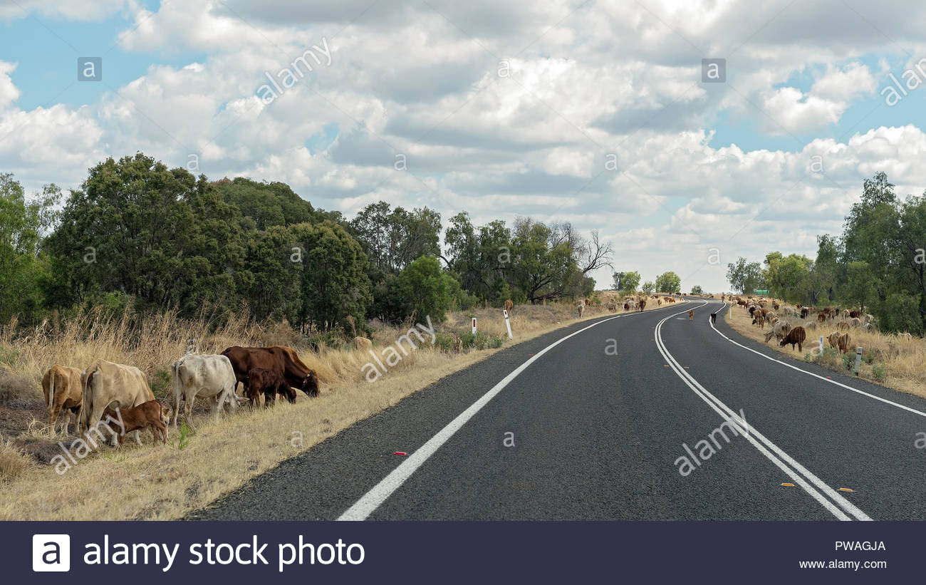 Australia Outback Cows Stock Photos & Australia Outback Cows Stock ...