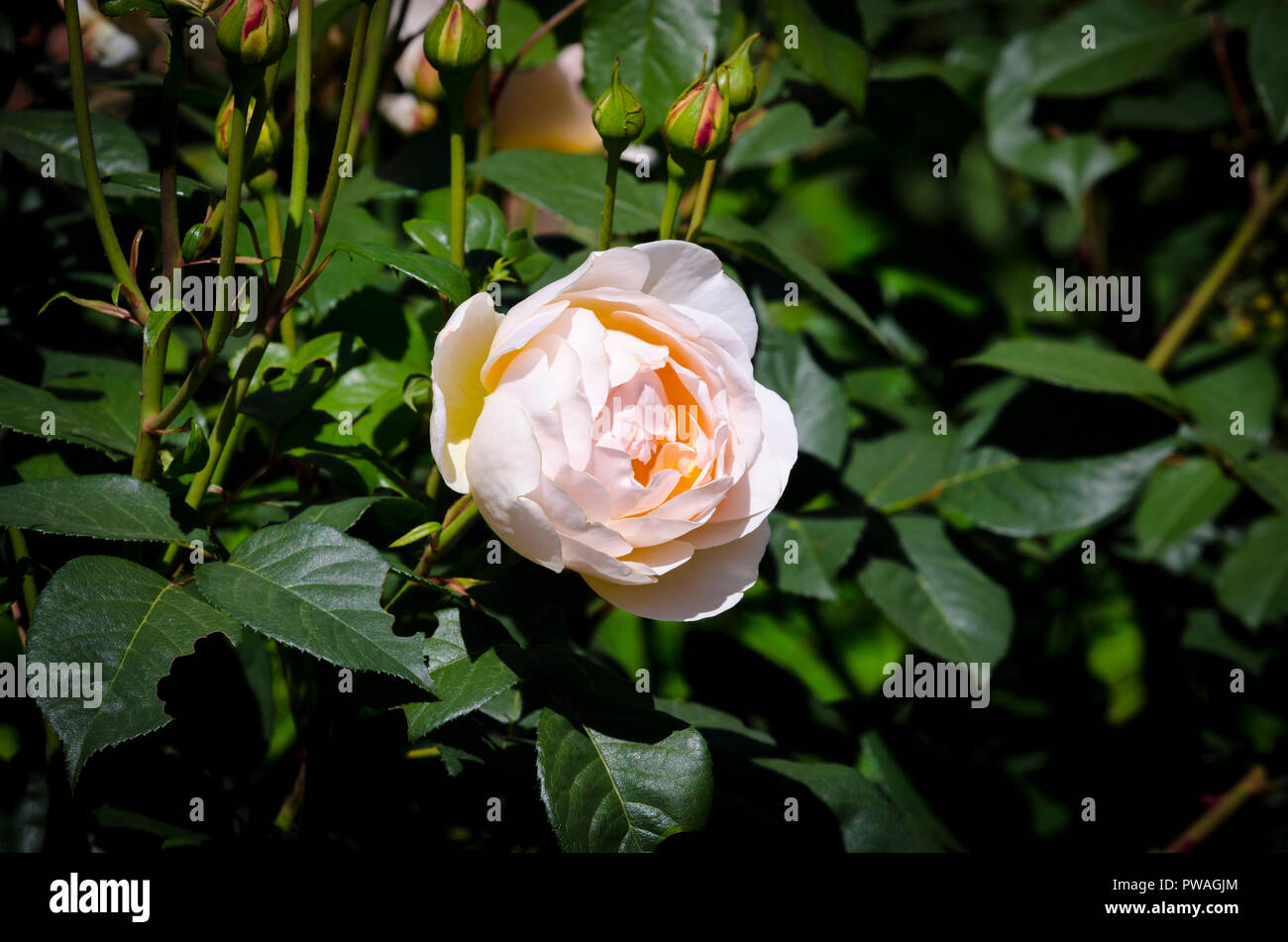 Peach rose, light pink rose, Rosa, Rosoideae, Rosaceae Stock Photo - Alamy