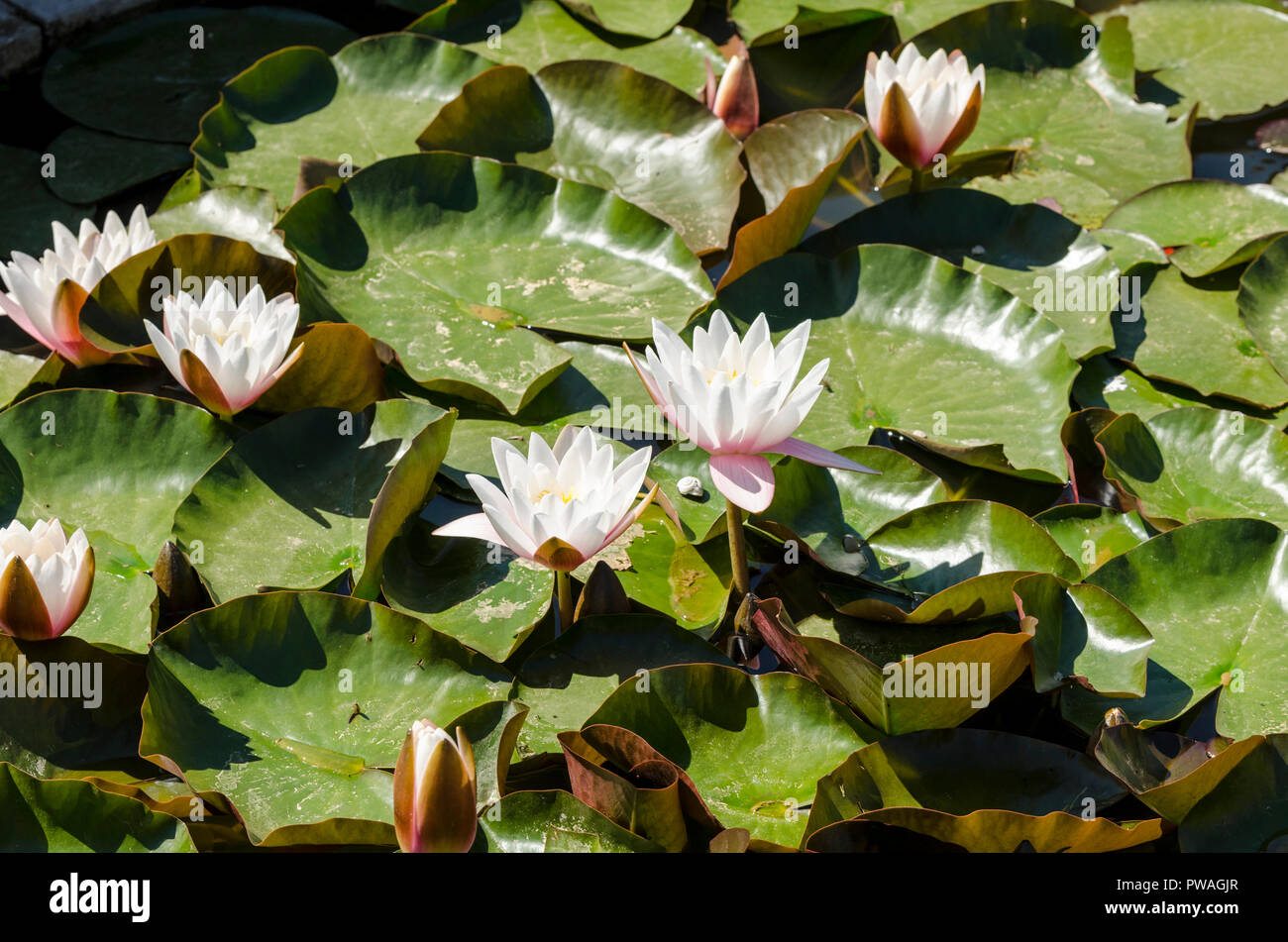 Nymphaeaceae, water lilies, waterlilies, water lily Stock Photo - Alamy