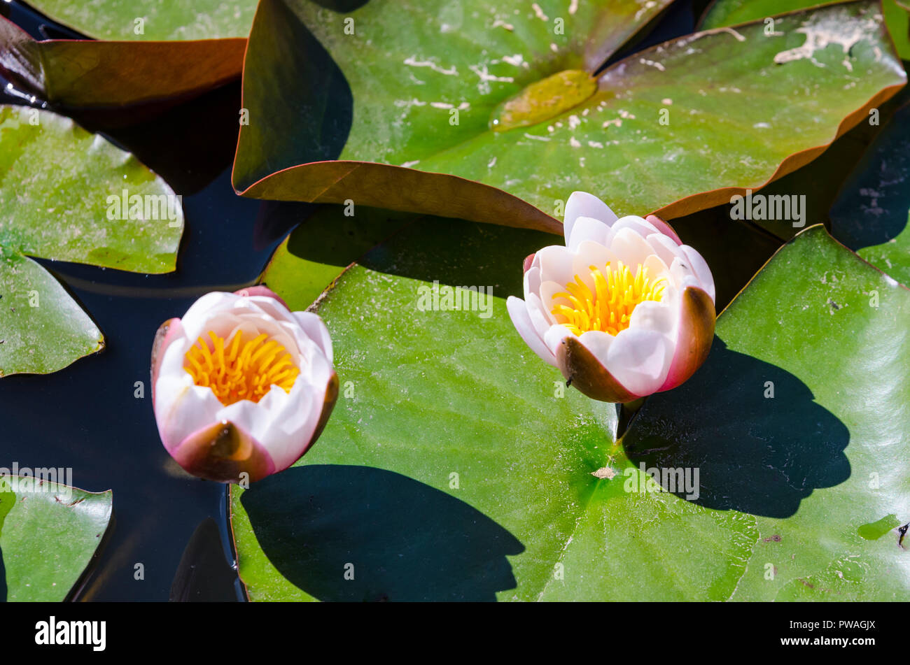Nymphaeaceae, water lilies, waterlilies, water lily Stock Photo - Alamy