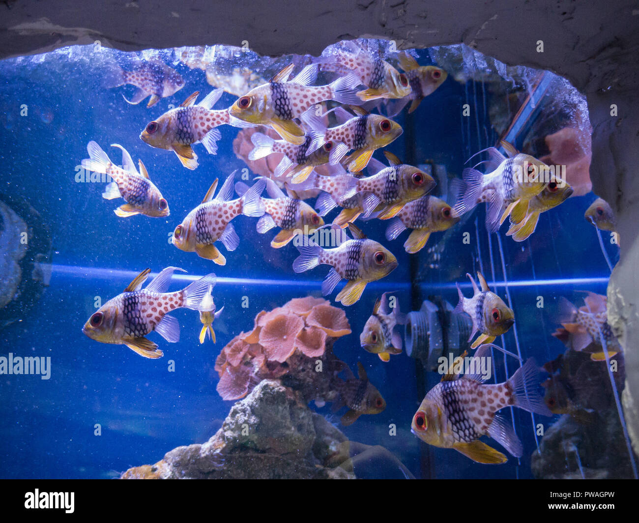 tropical fish are swimming in Aquarium in Kiev Stock Photo - Alamy