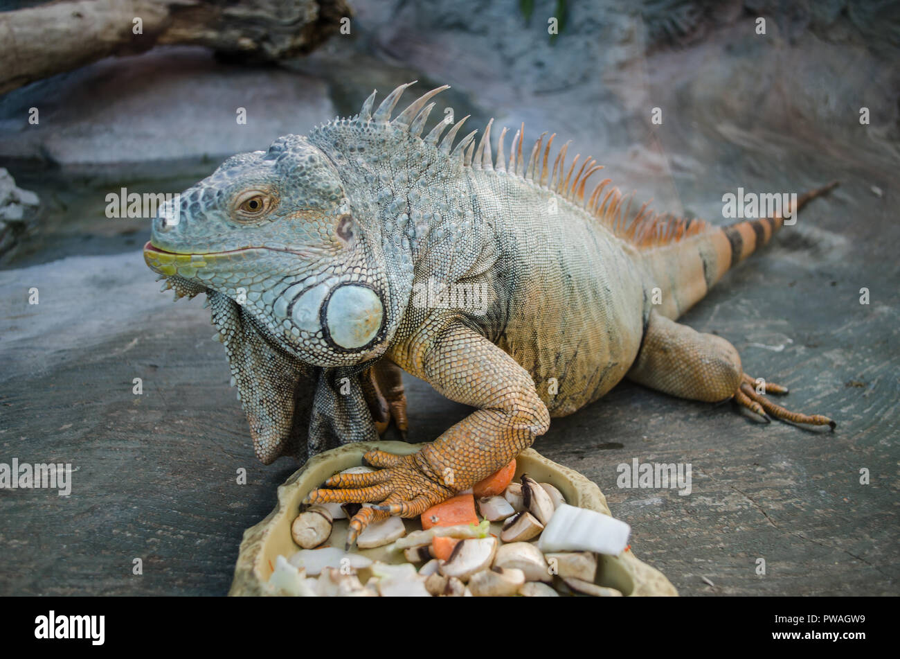 Striped tail hi-res stock photography and images - Alamy