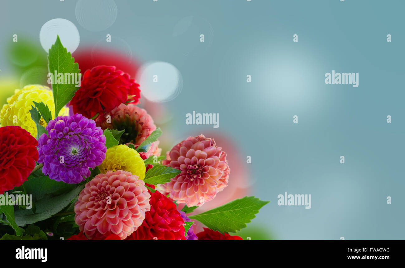 Dahlia fresh mixed flowers bouquetob blue background banner Stock Photo ...