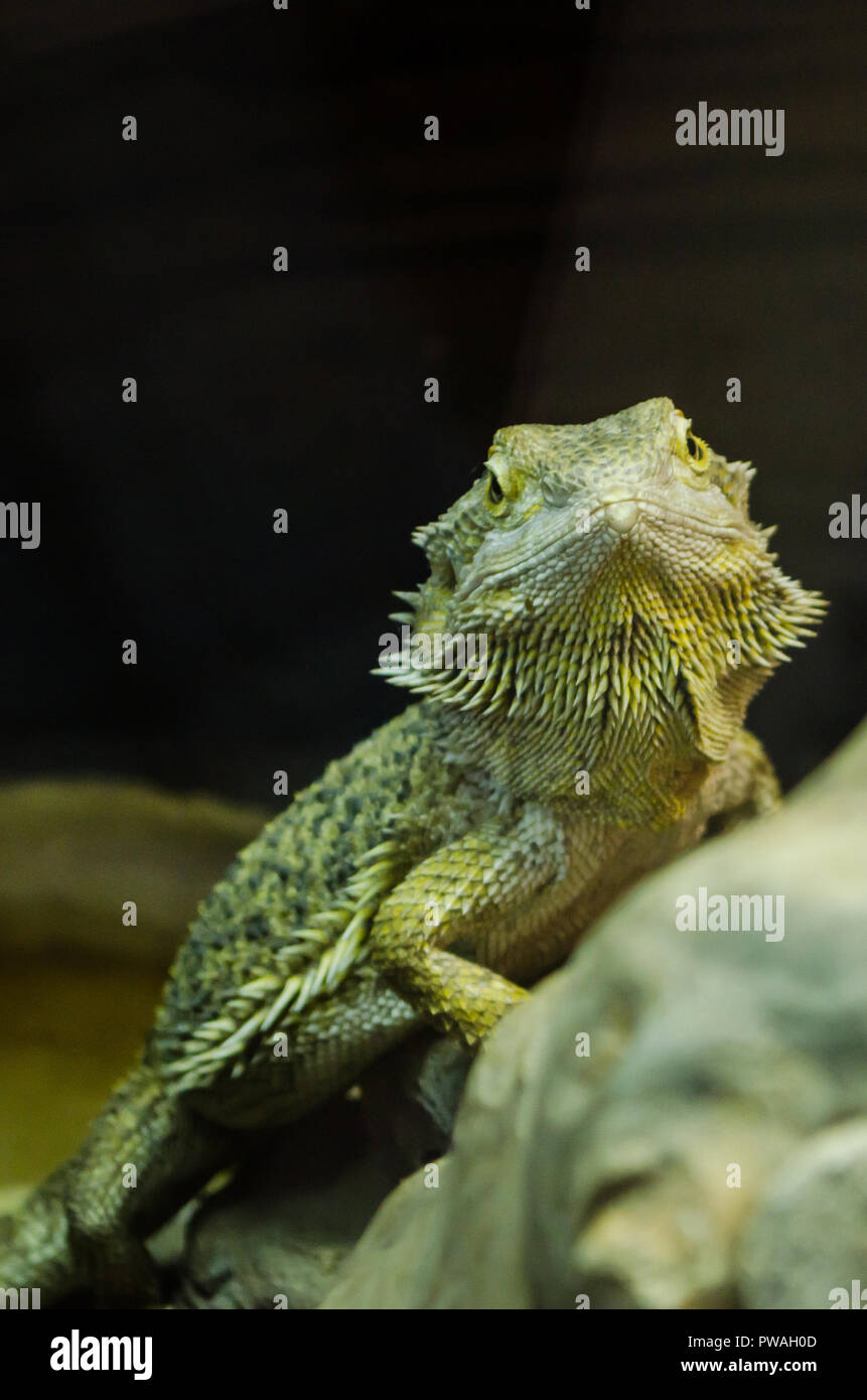 Guana lizard in nature iguana hi-res stock photography and images - Alamy