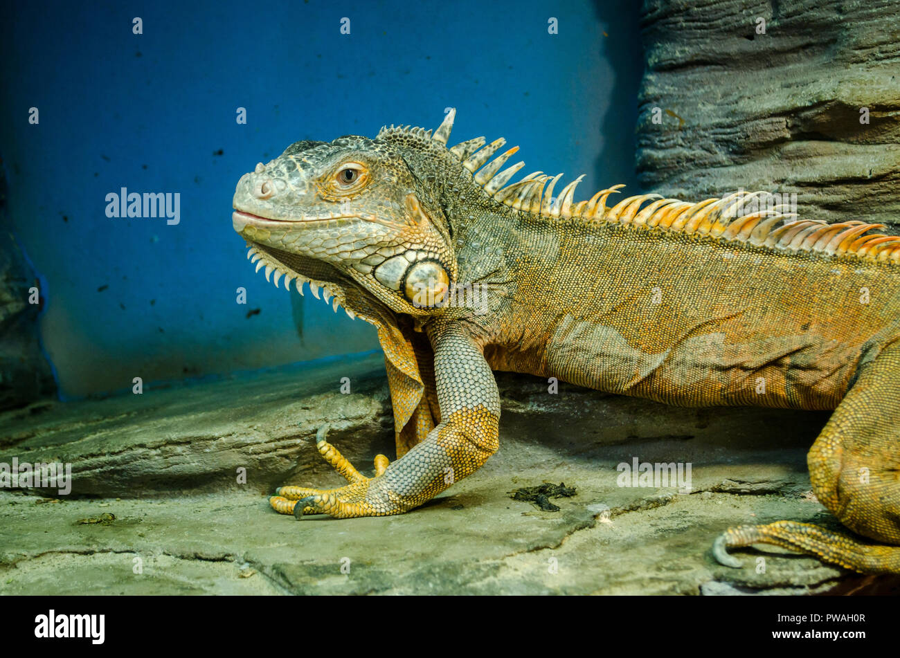 Green big Iguana with a sharp ridge in the Kiev zoo Stock Photo - Alamy