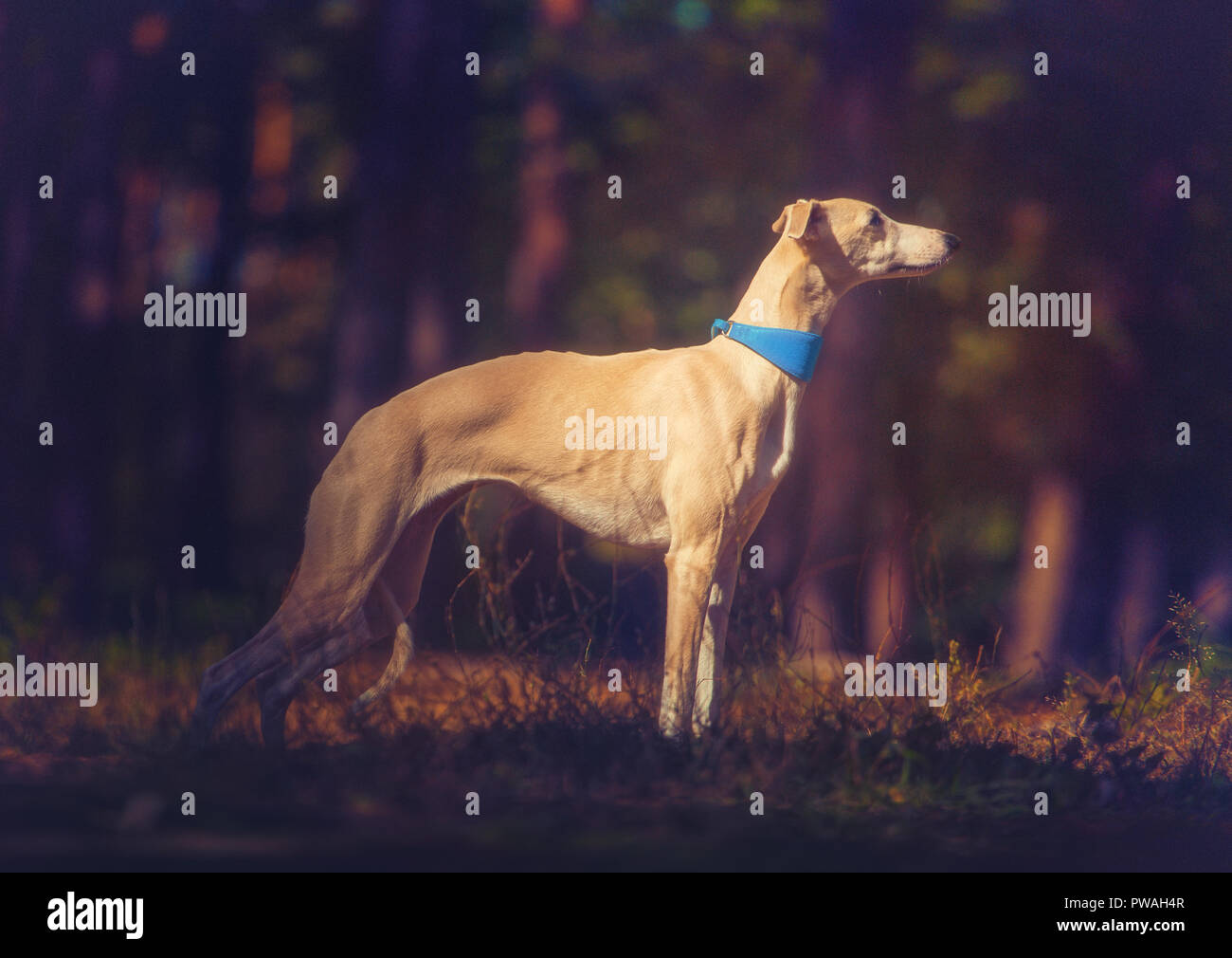 Whippet dog in turquoise collar stays on forest background Stock Photo ...