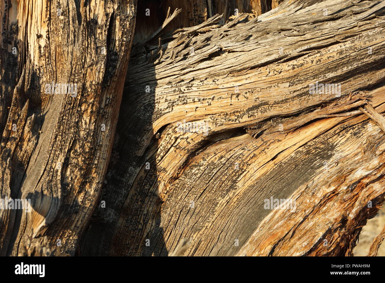 Juniper forms and textures Stock Photo - Alamy