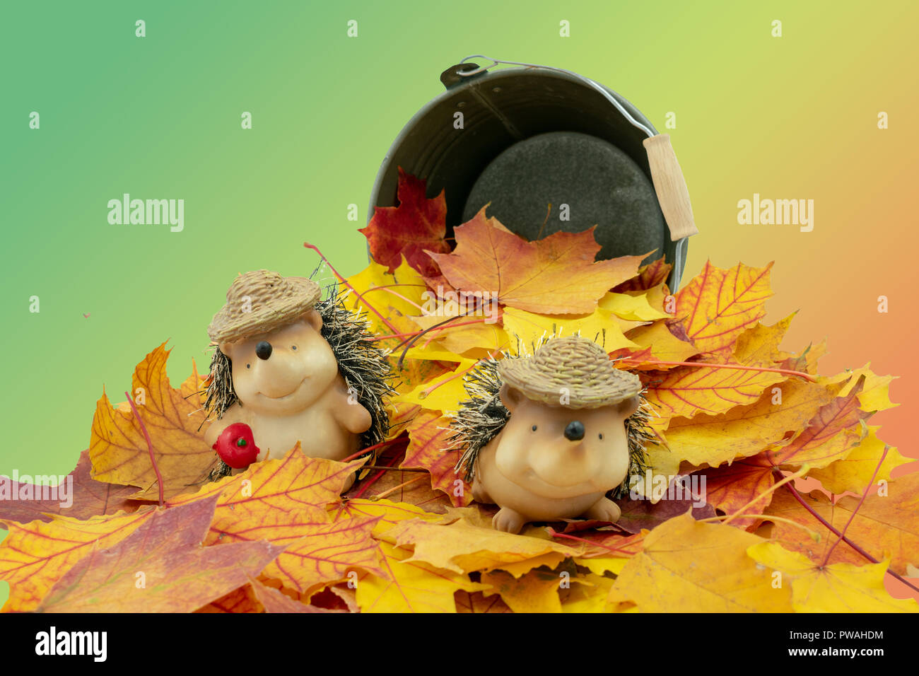 cute hedgehog couple in a pile of leaves with colored background Stock ...
