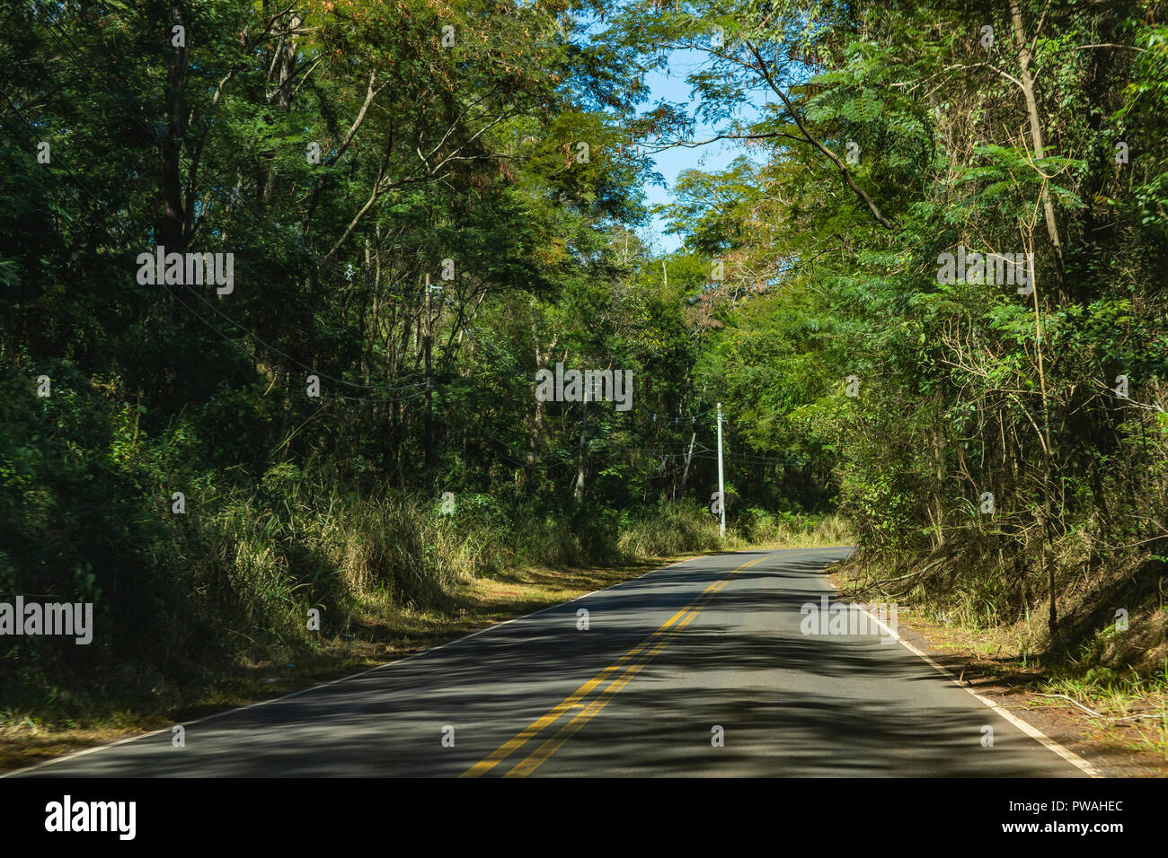 Road between trees. Road full of trees. Brazil South America Stock ...