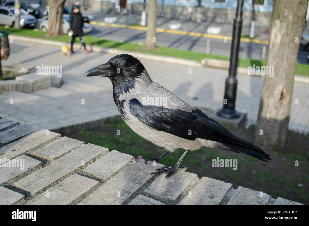 Curious gray crow is watchingin the Park closeup Stock Photo - Alamy
