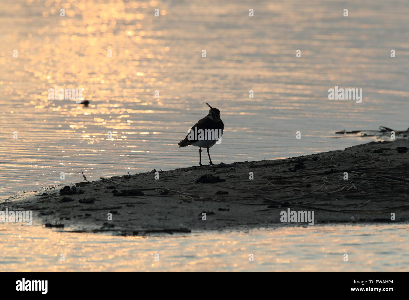 Northern lapwing texel hi-res stock photography and images - Alamy