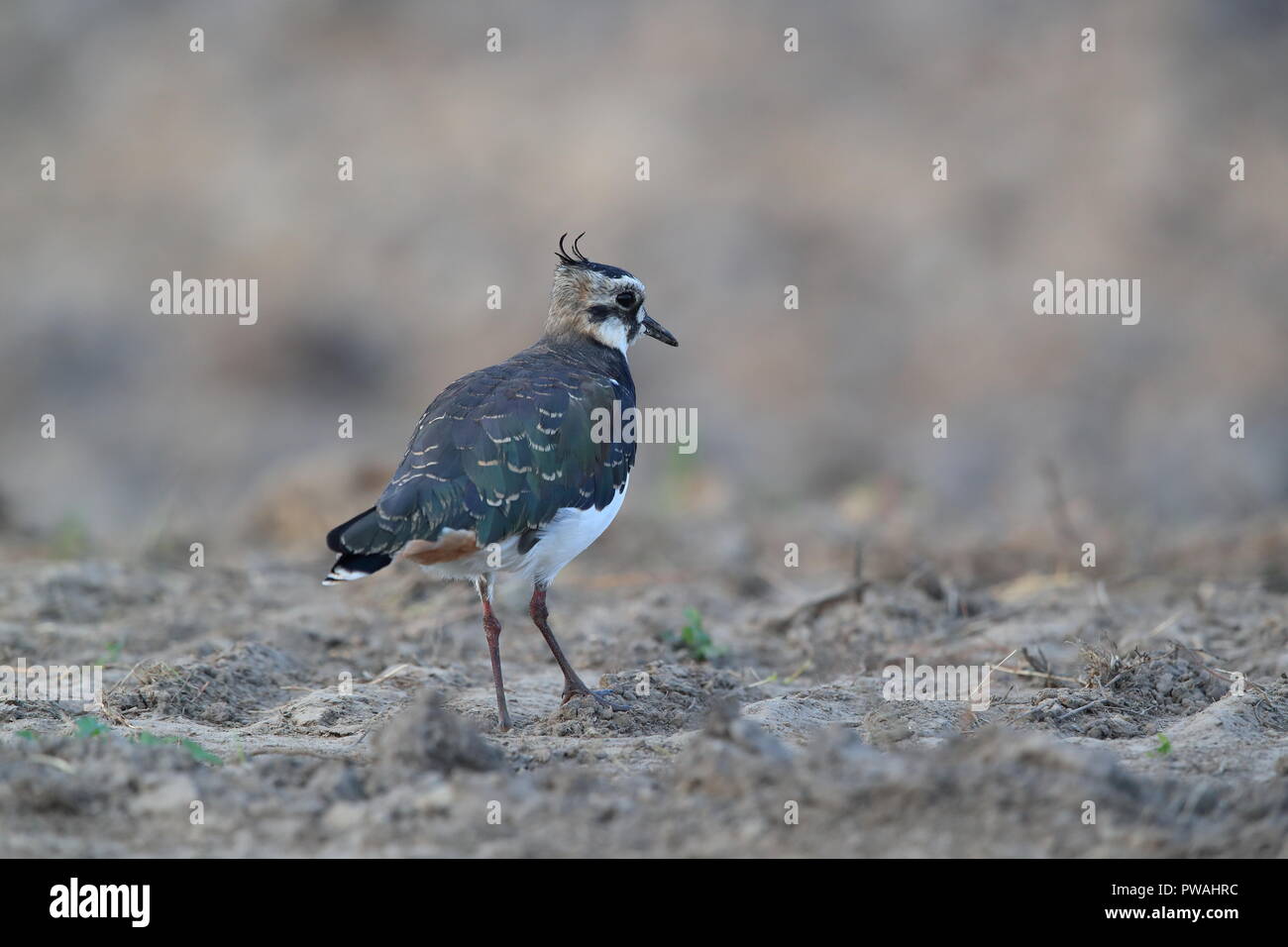 Northern lapwing texel hi-res stock photography and images - Alamy