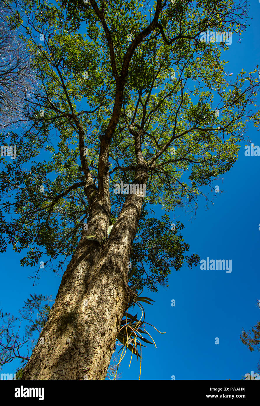 Eucalyptus tree farm treetop view hi-res stock photography and images ...