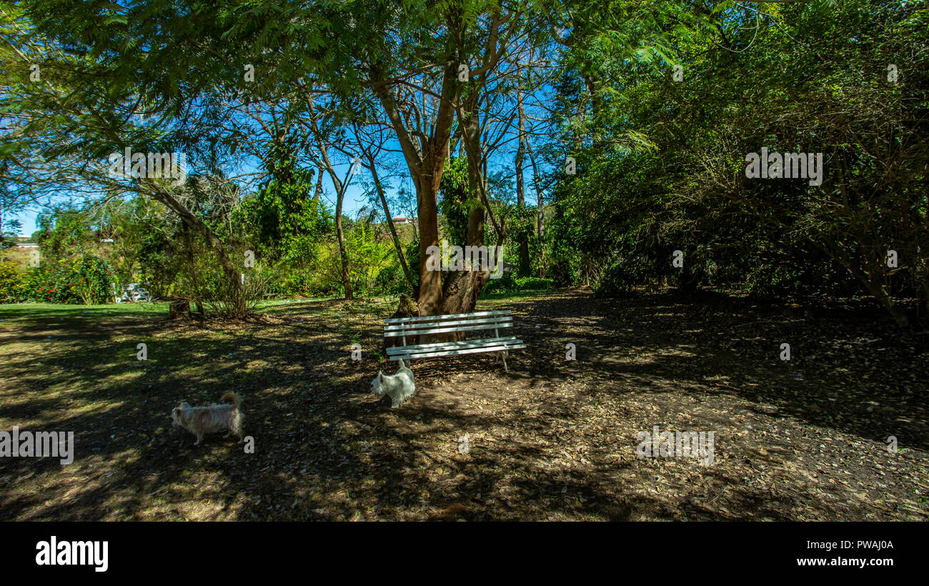 White bench under the trees Stock Photo - Alamy