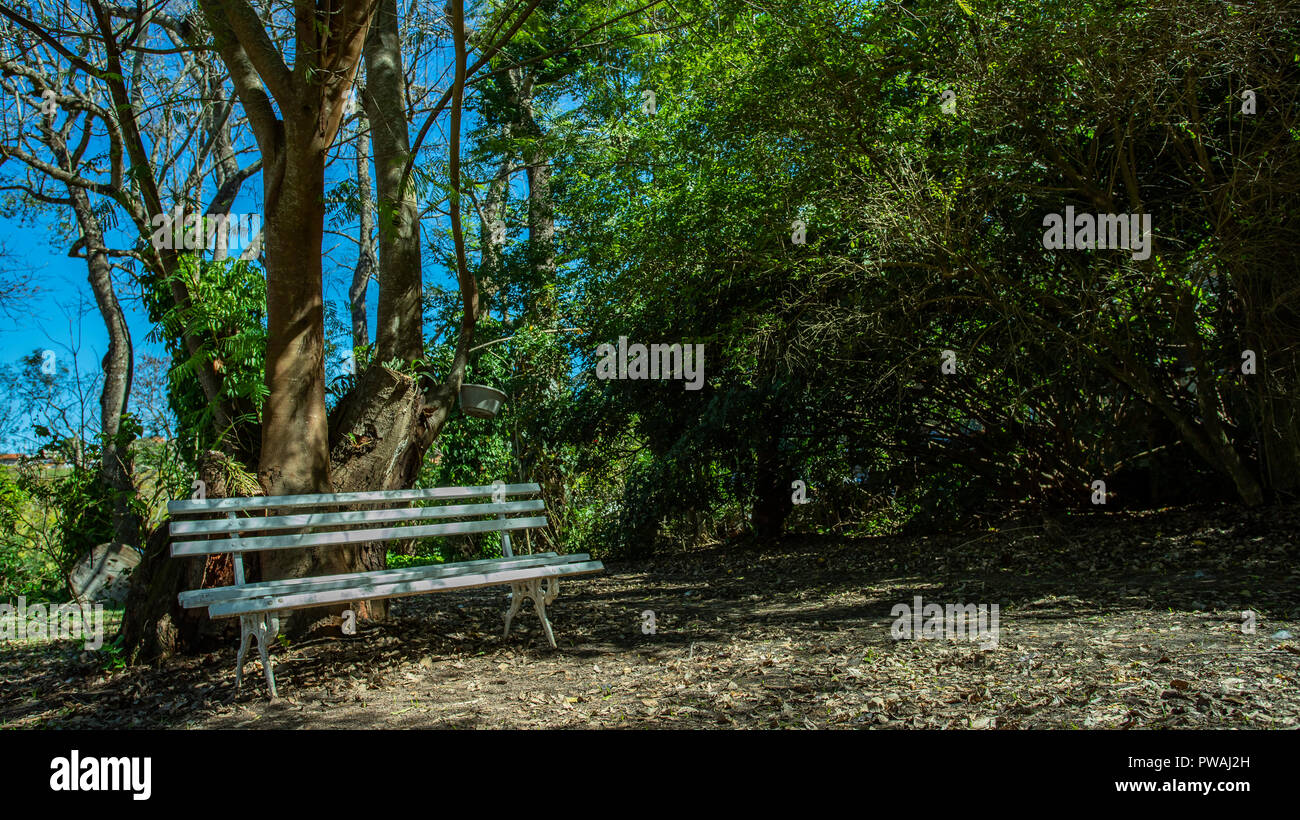 White bench under the trees. Empty bench under tree. Good weather in ...
