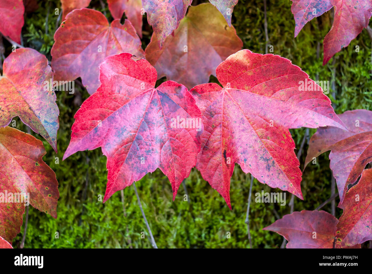 two colorful red wild grape leaves closeup Stock Photo - Alamy