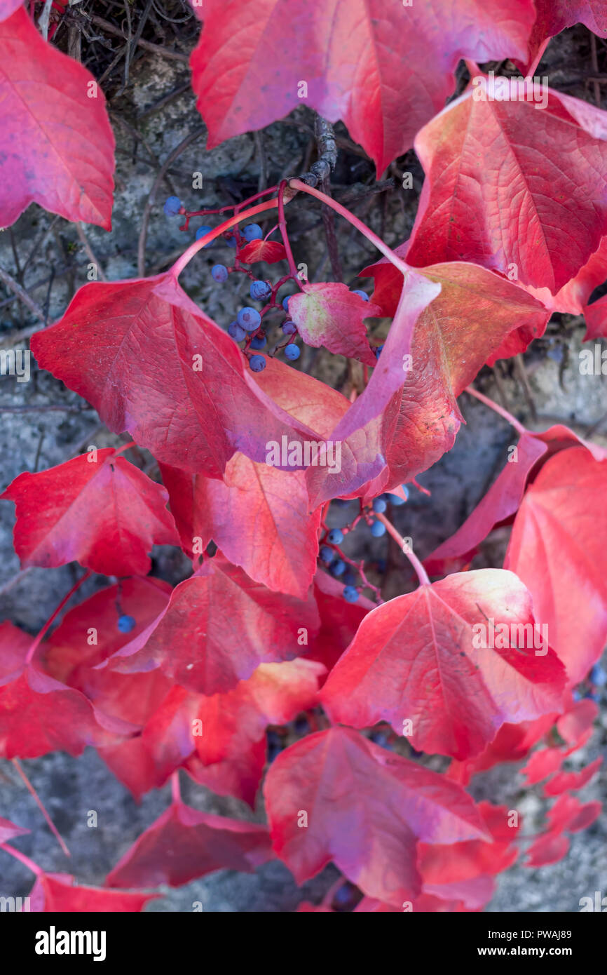 colorful red wild grape leaves textured background Stock Photo - Alamy