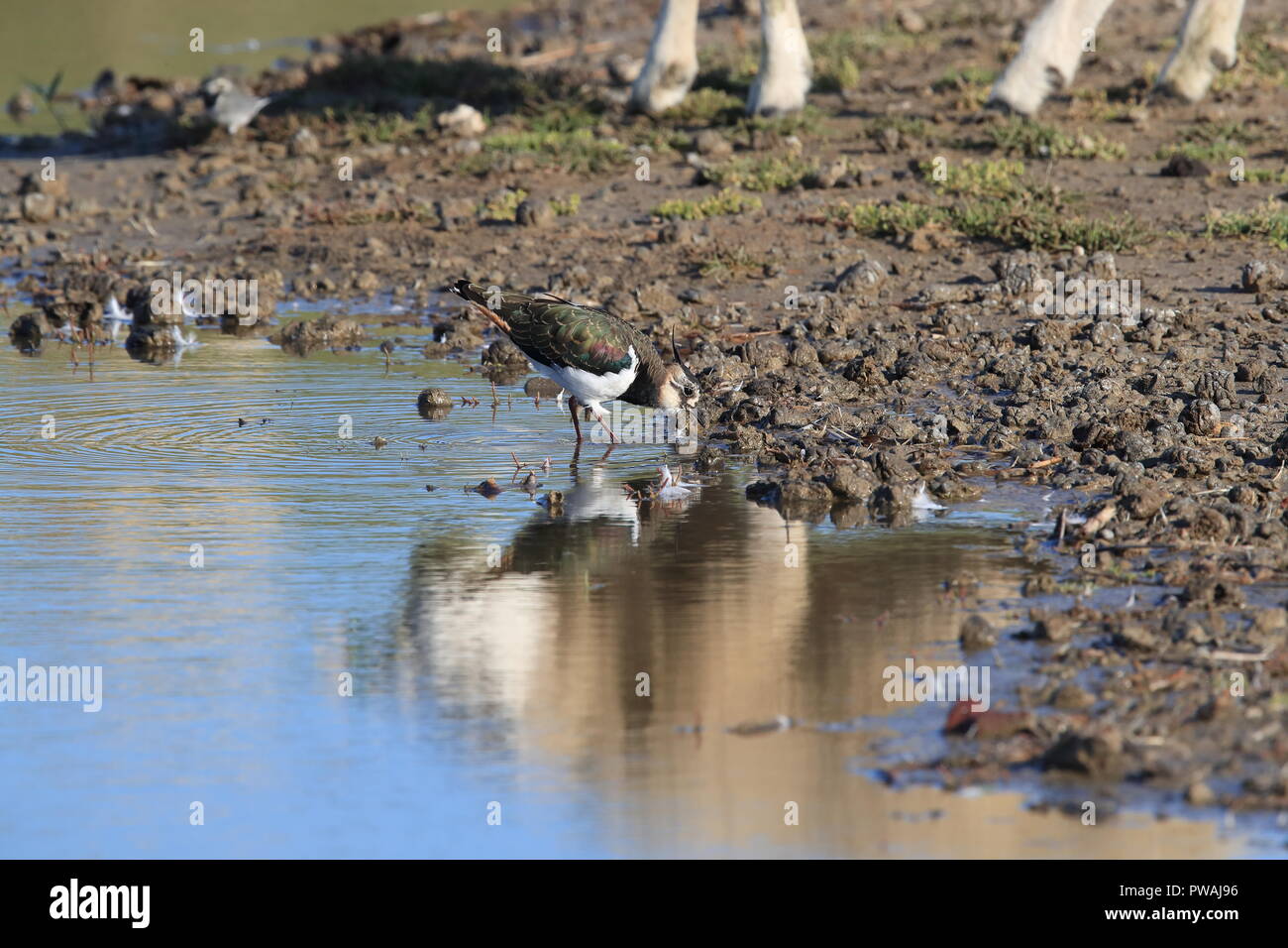 Northern lapwing texel hi-res stock photography and images - Alamy