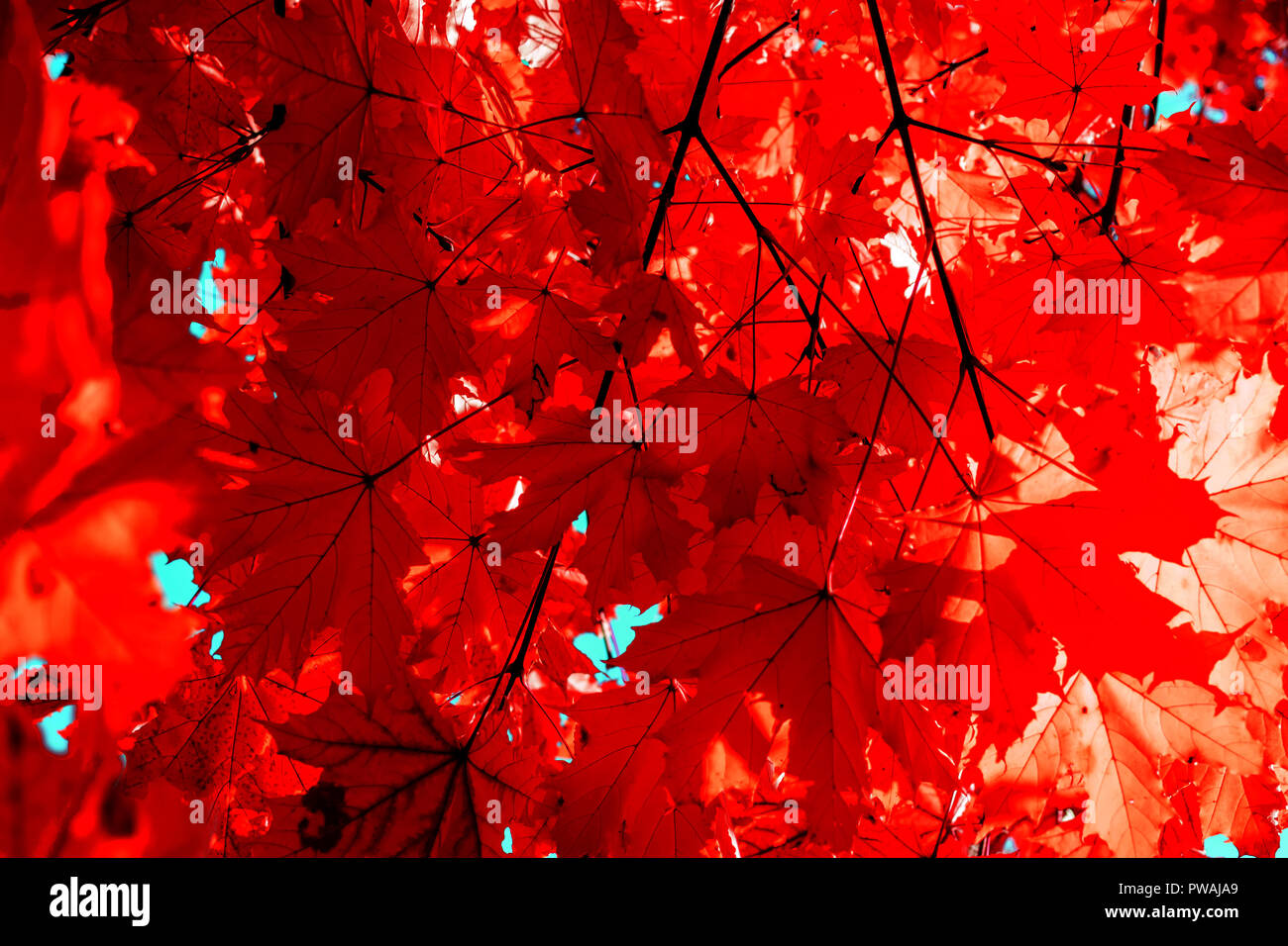 autumn red leaves textured background sunny light Stock Photo - Alamy