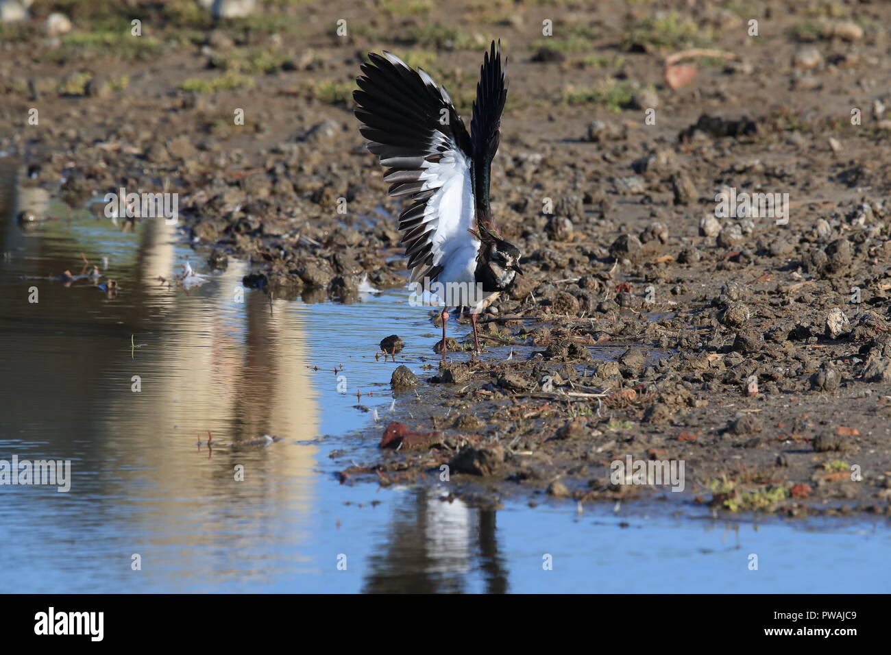 Northern lapwing texel hi-res stock photography and images - Alamy