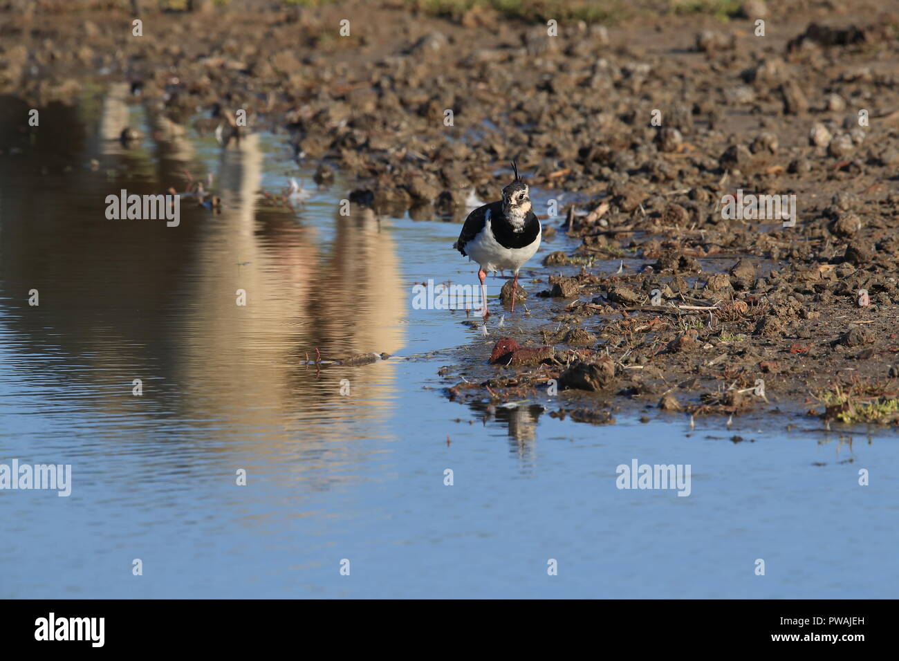 Northern lapwing texel hi-res stock photography and images - Alamy