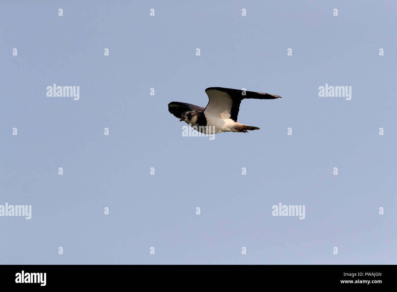 Northern lapwing texel hi-res stock photography and images - Alamy