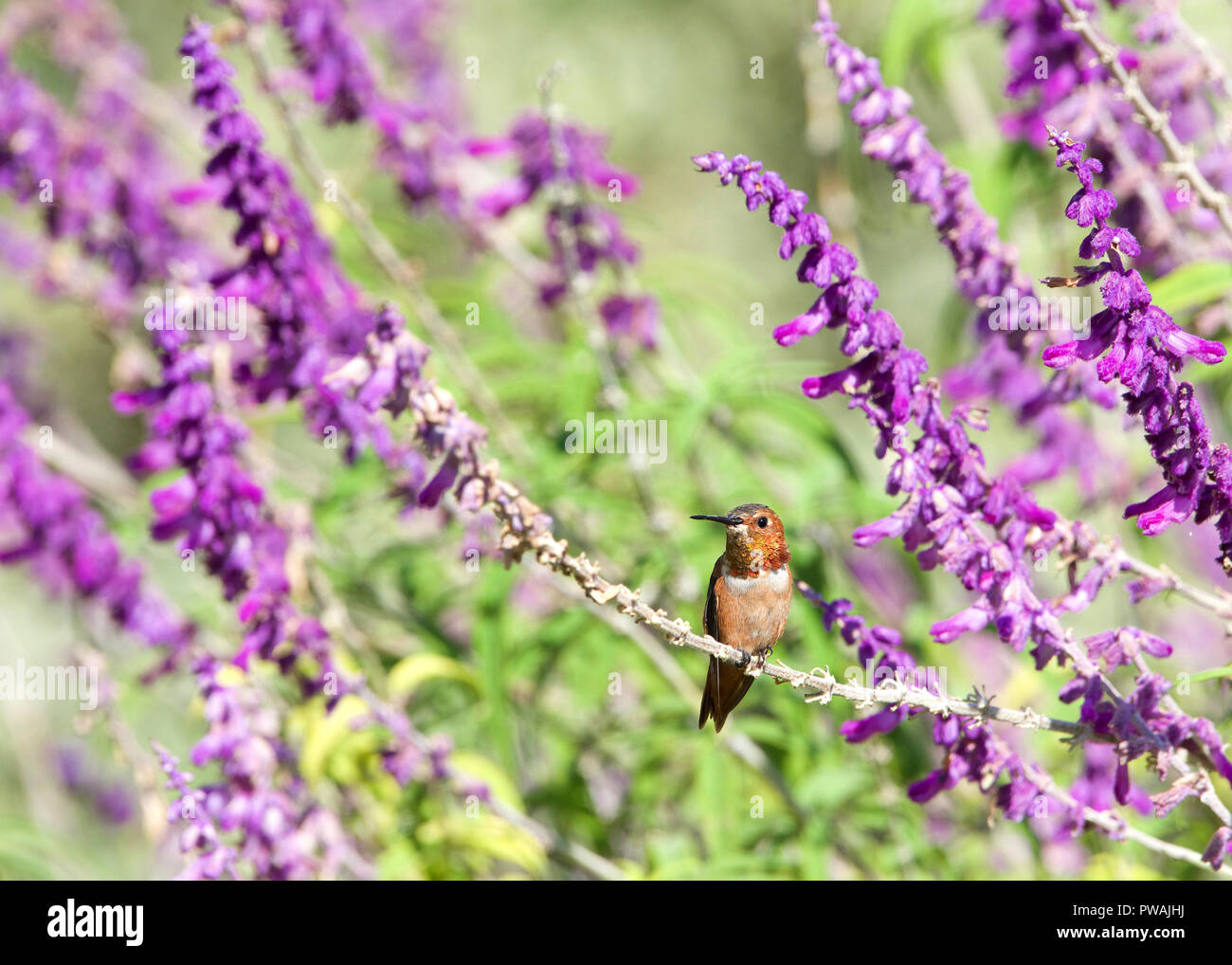 One male Allens hummingbird perched on Salvia leucantha flowers, know ...