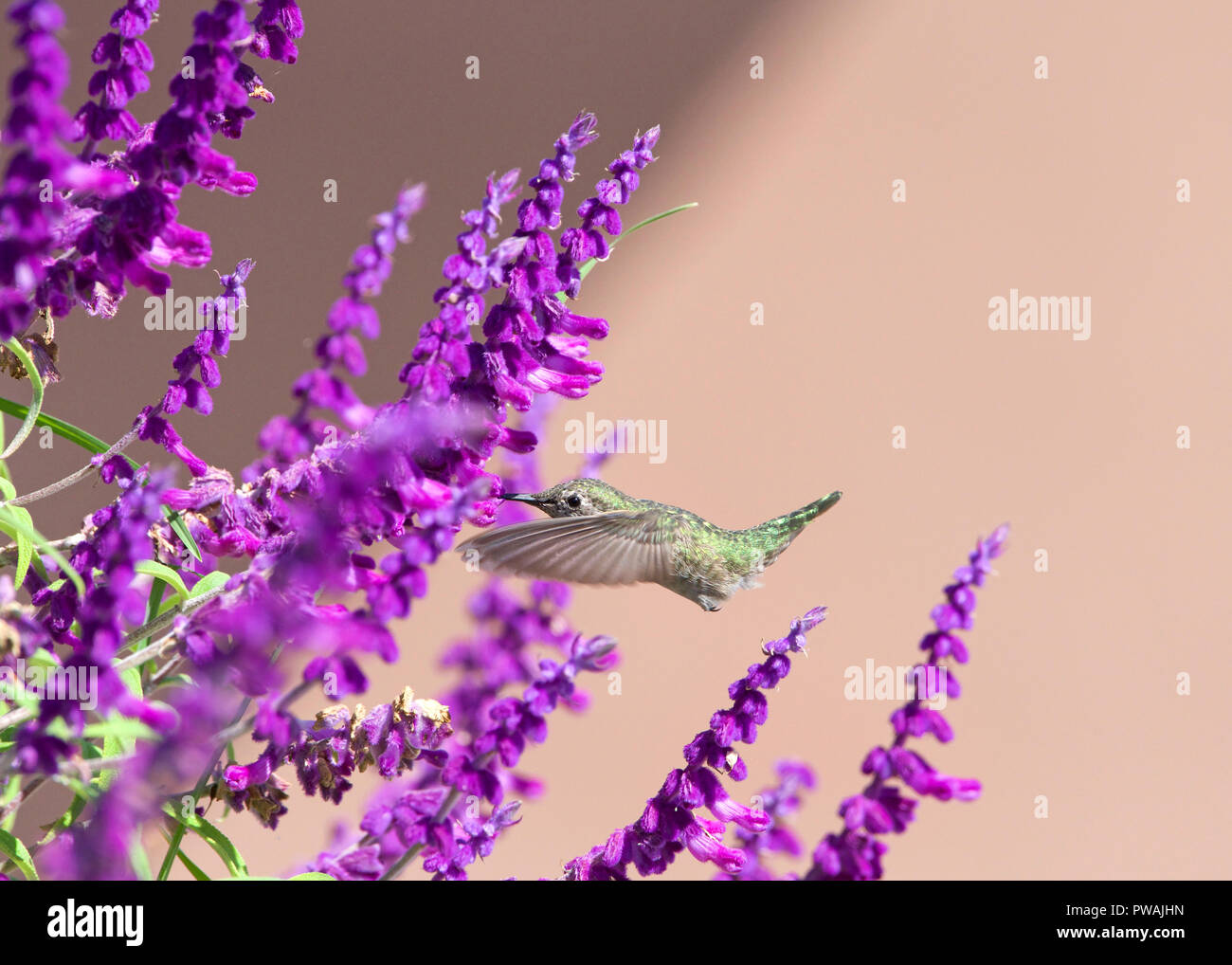 Female anna's hummingbird hi-res stock photography and images - Alamy