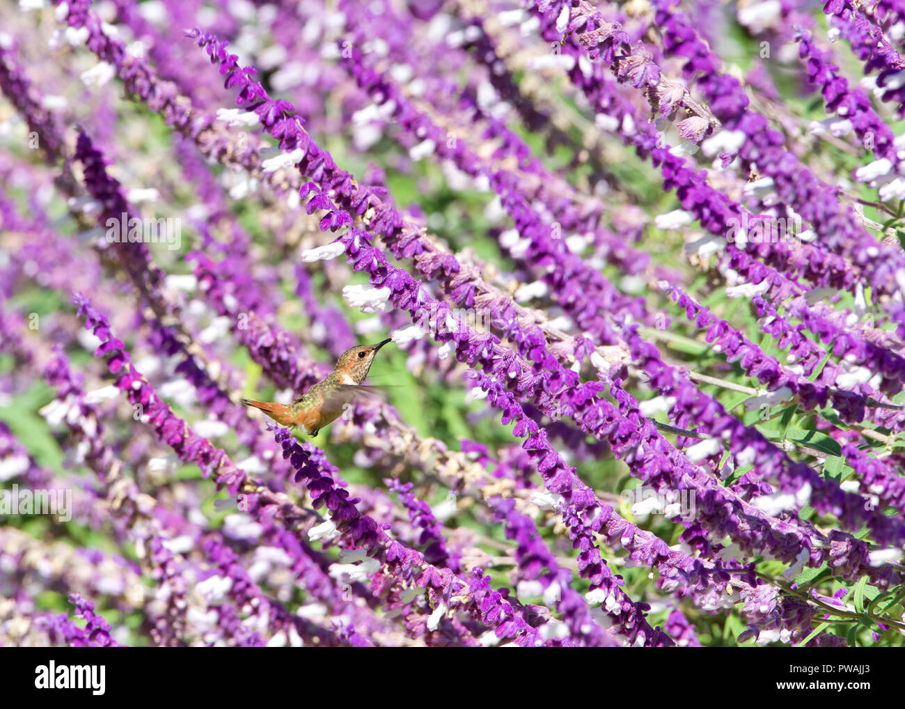 One female Allens hummingbird drinking nectar from Salvia leucantha ...