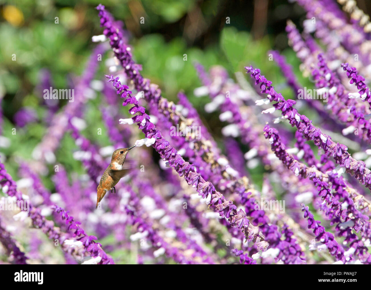 One female Allens hummingbird drinking nectar from Salvia leucantha ...
