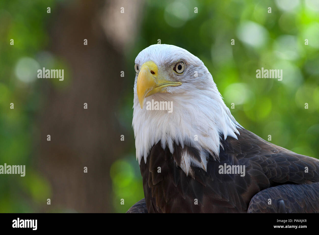 Close up portrait of a Bald Eagle, head and shoulders. Green trees OOF ...