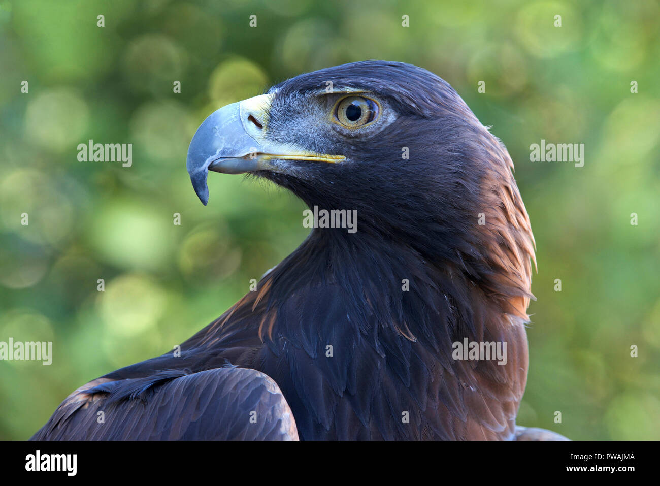 Portrait profile view of one Golden Eagle facing right looking left ...