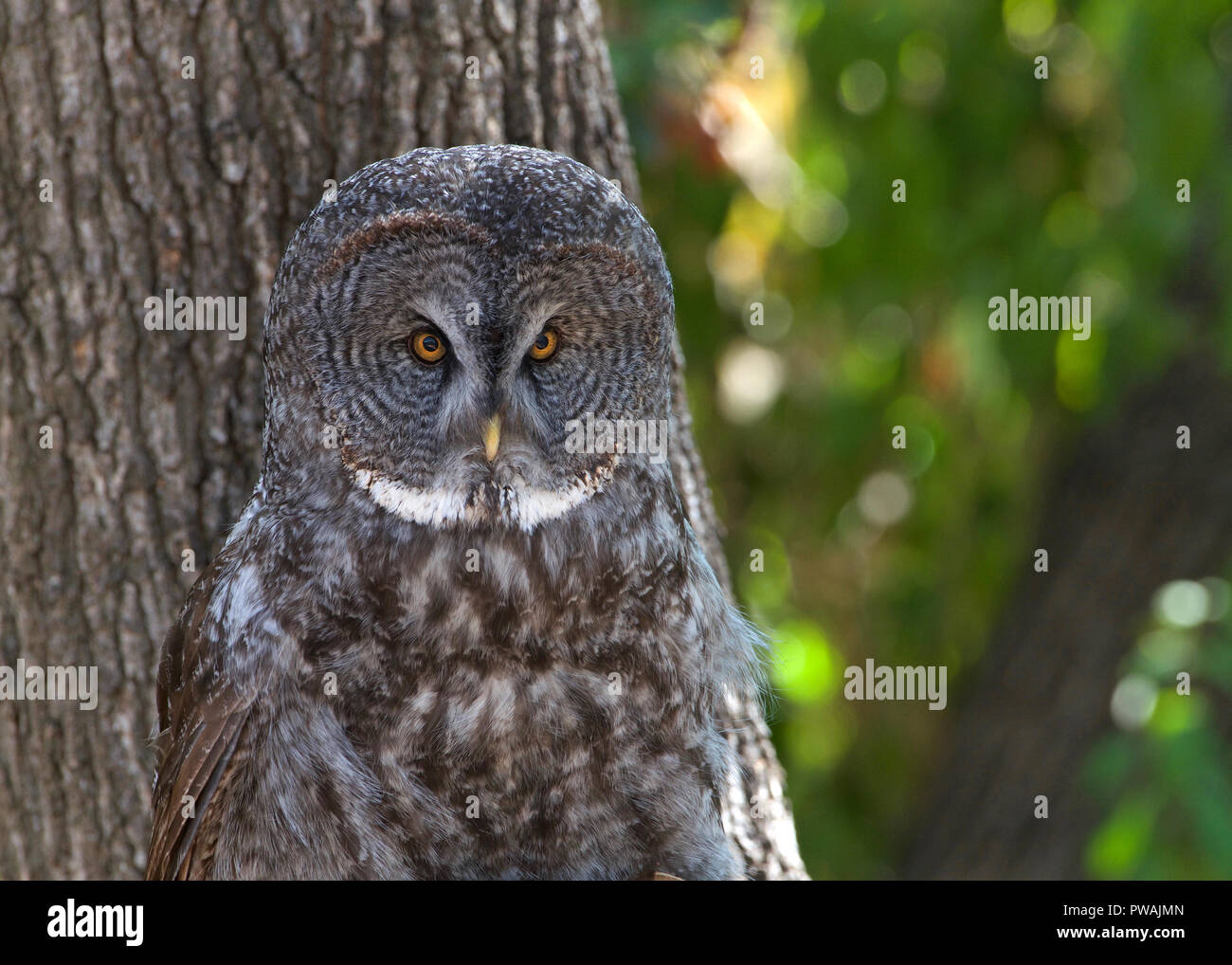 Largest species of owl hi-res stock photography and images - Alamy