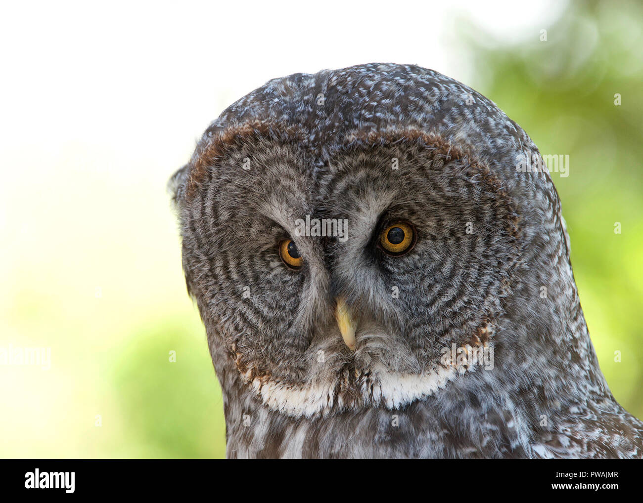 Largest species of owl hi-res stock photography and images - Alamy