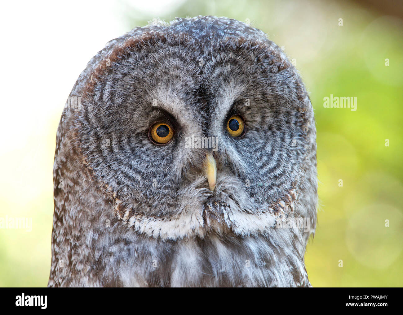 Worlds largest species of owl hi-res stock photography and images - Alamy