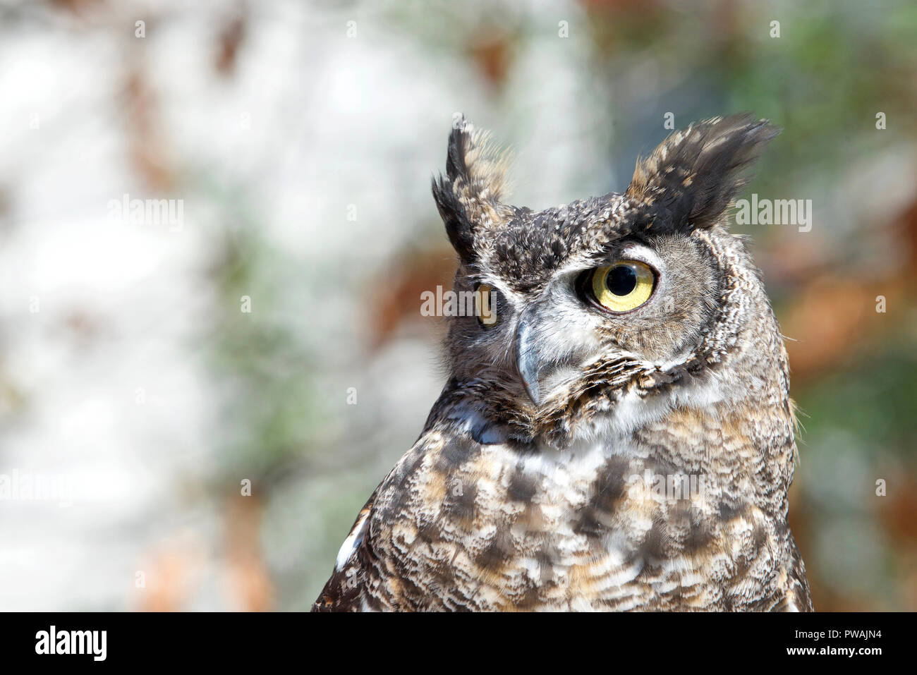 Close up portrait of a Great Horned Owl also known as the tiger owl ...