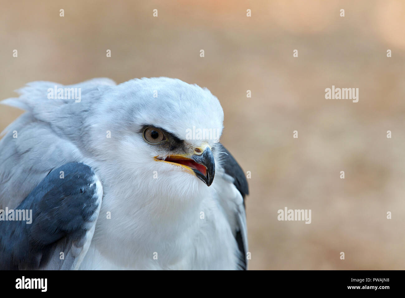 White tailed hawk hi-res stock photography and images - Alamy